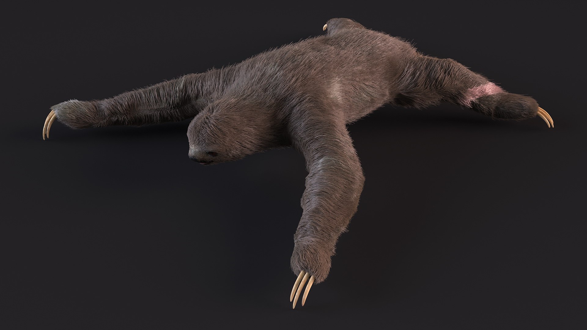 Sloth Fur Rigged 3D - TurboSquid 2180208