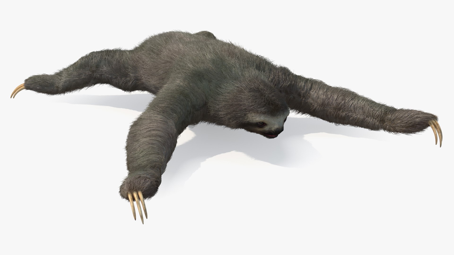 Sloth Fur Rigged 3D - TurboSquid 2180208