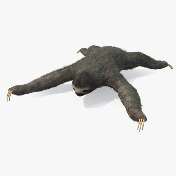 3D Sloth Models | TurboSquid