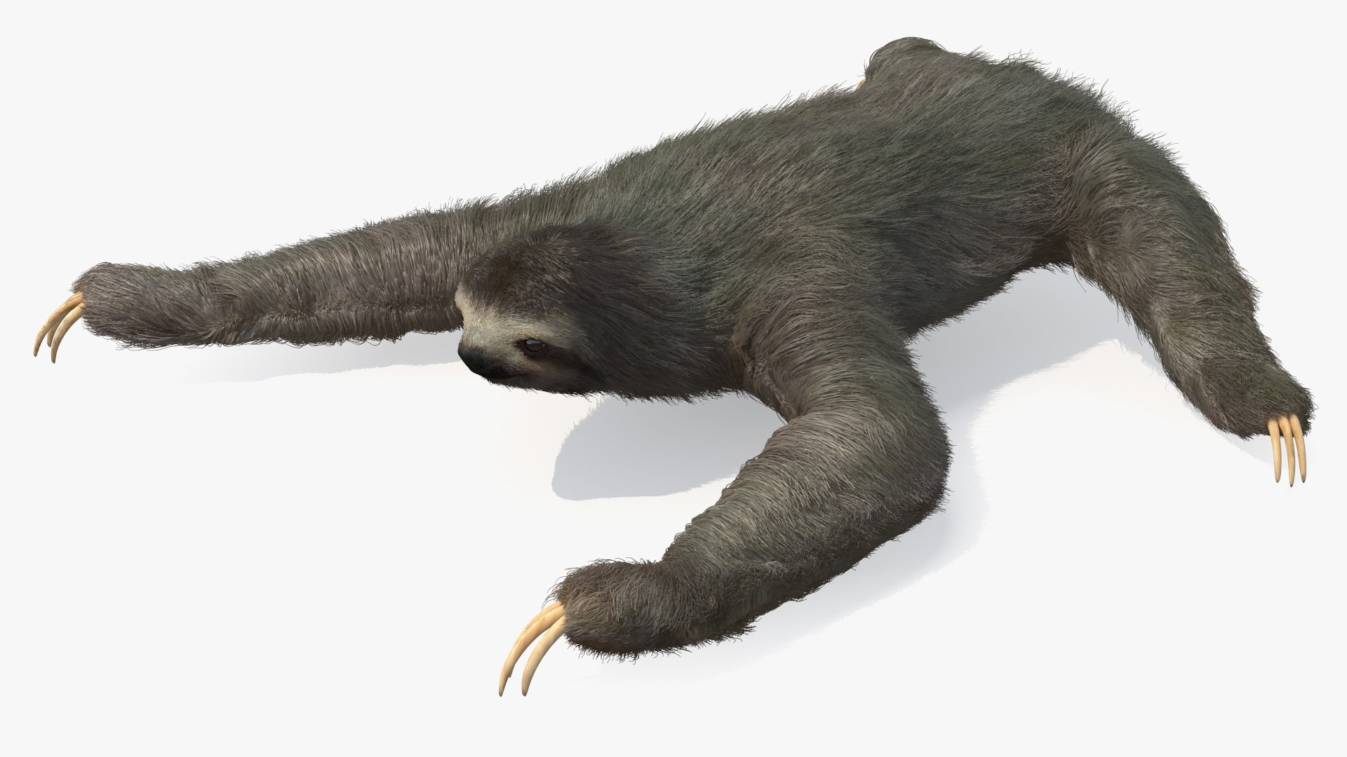 Sloth Fur Rigged 3D - TurboSquid 2180208