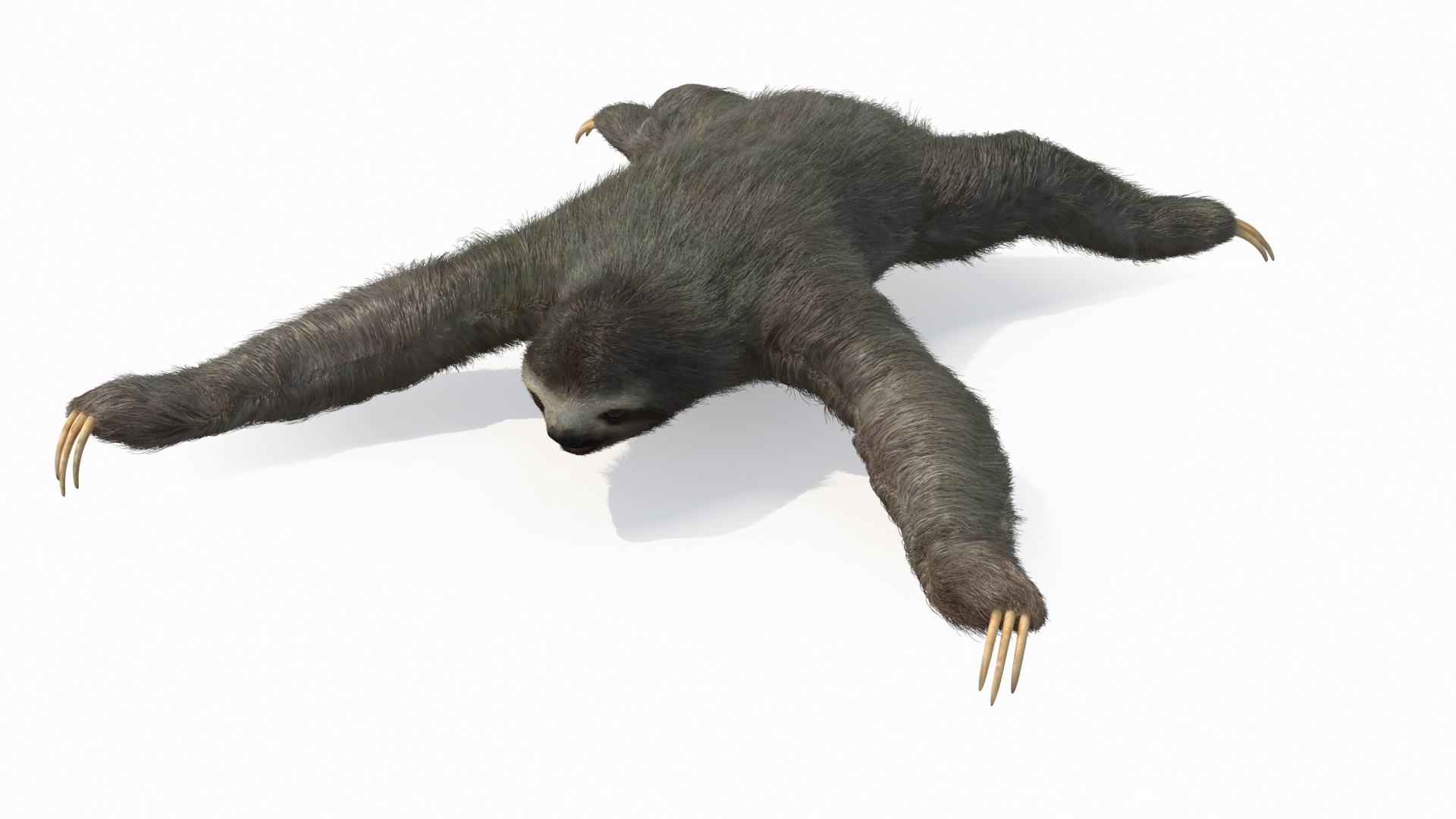 Sloth Fur Rigged 3D - TurboSquid 2180208
