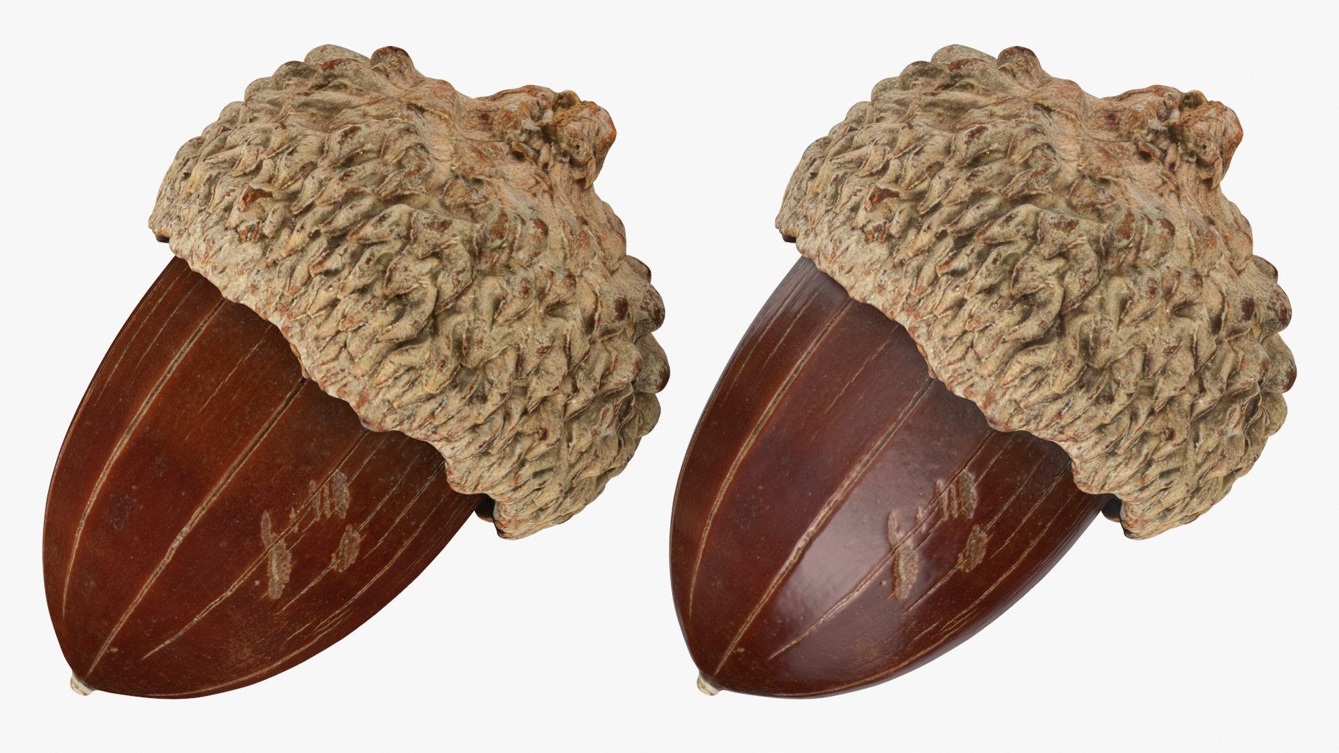 3D Acorn Collection 3 - TurboSquid 2289103