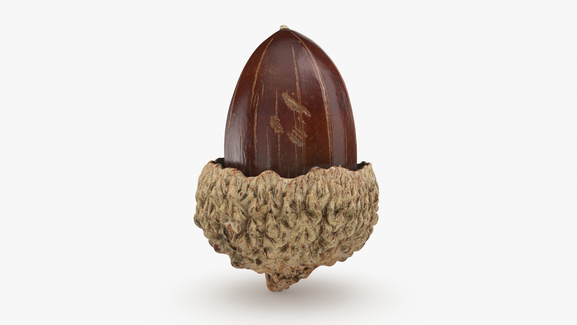 3D Acorn Collection 3 - TurboSquid 2289103