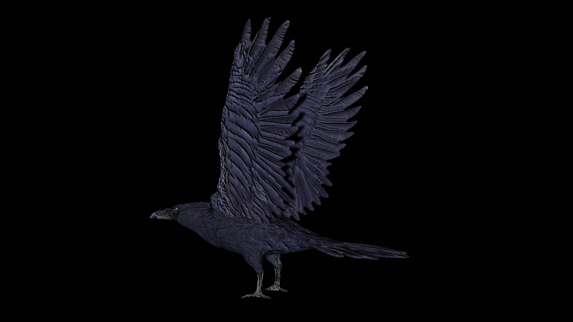 3D Standing And Flying Black Crow Raven Model - TurboSquid 1758180