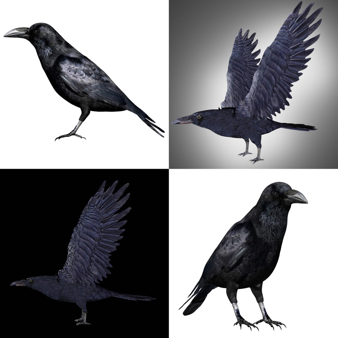 3D Standing And Flying Black Crow Raven Model - TurboSquid 1758180