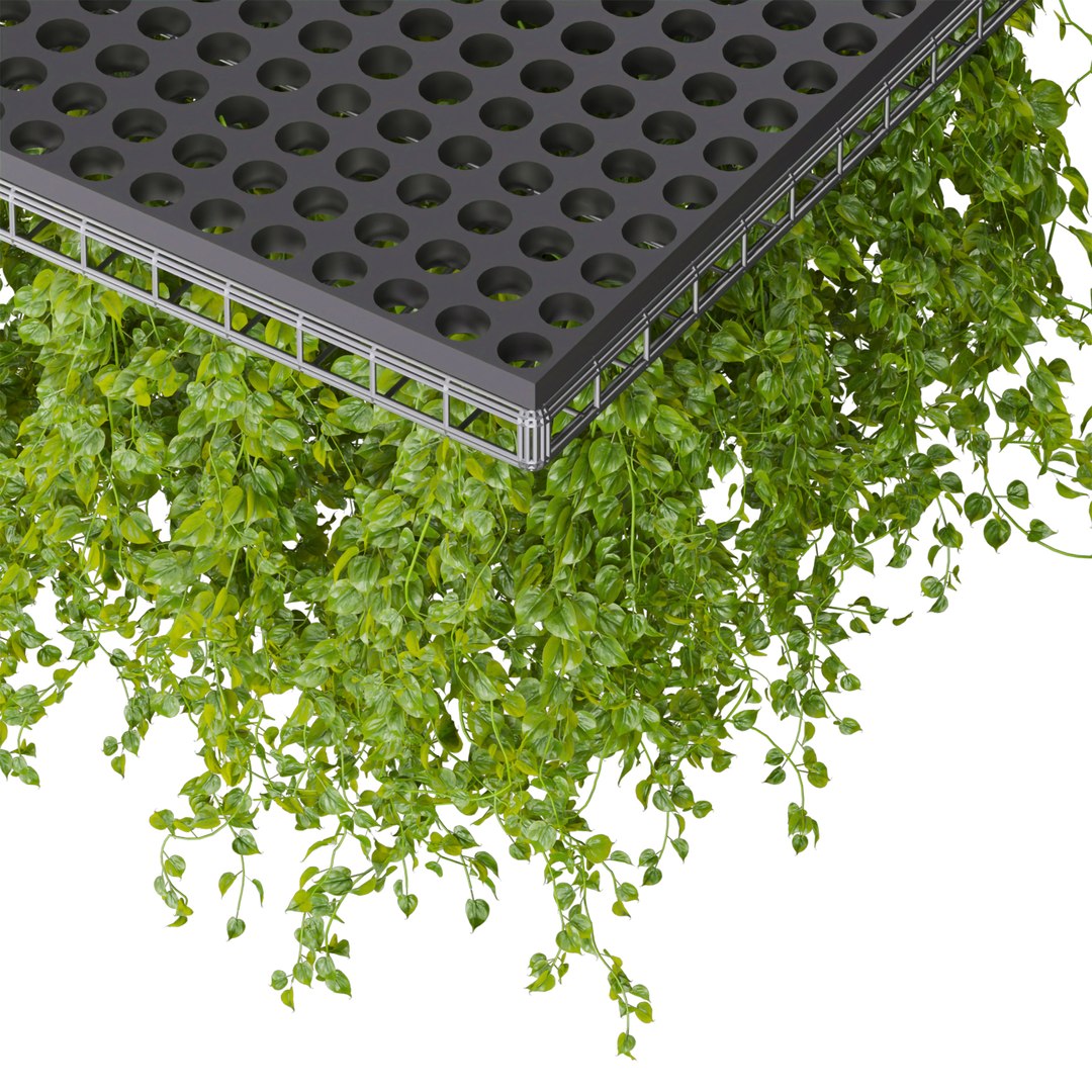 Collection plant vol 545 - ampelous - hanging - False Ceiling ...