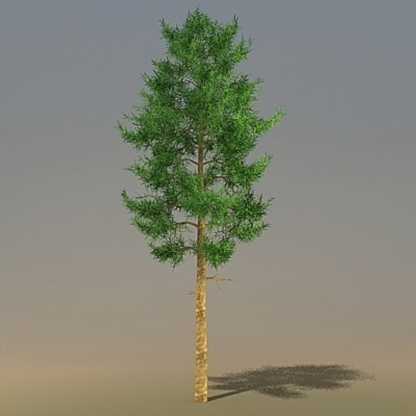 max trees pinus