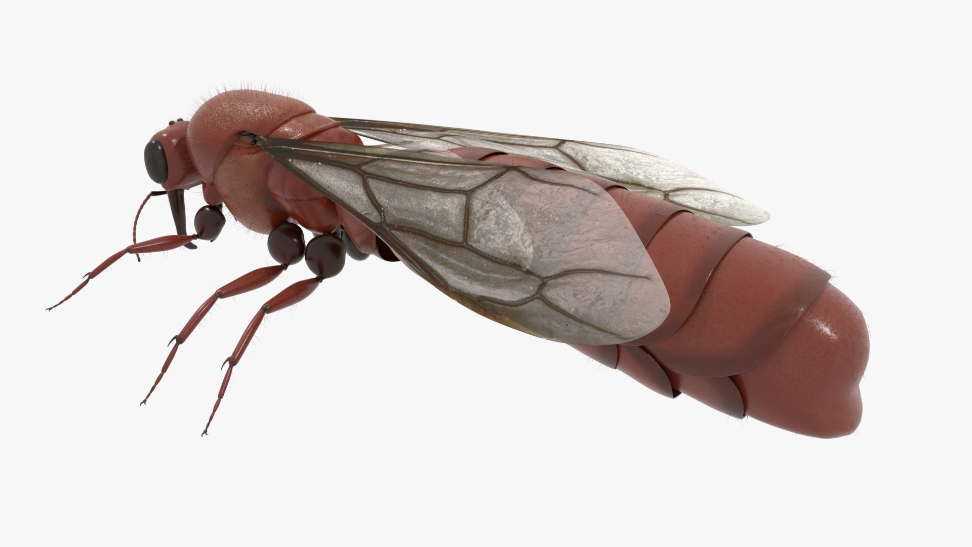 3D African Driver Ant Male - TurboSquid 1837934