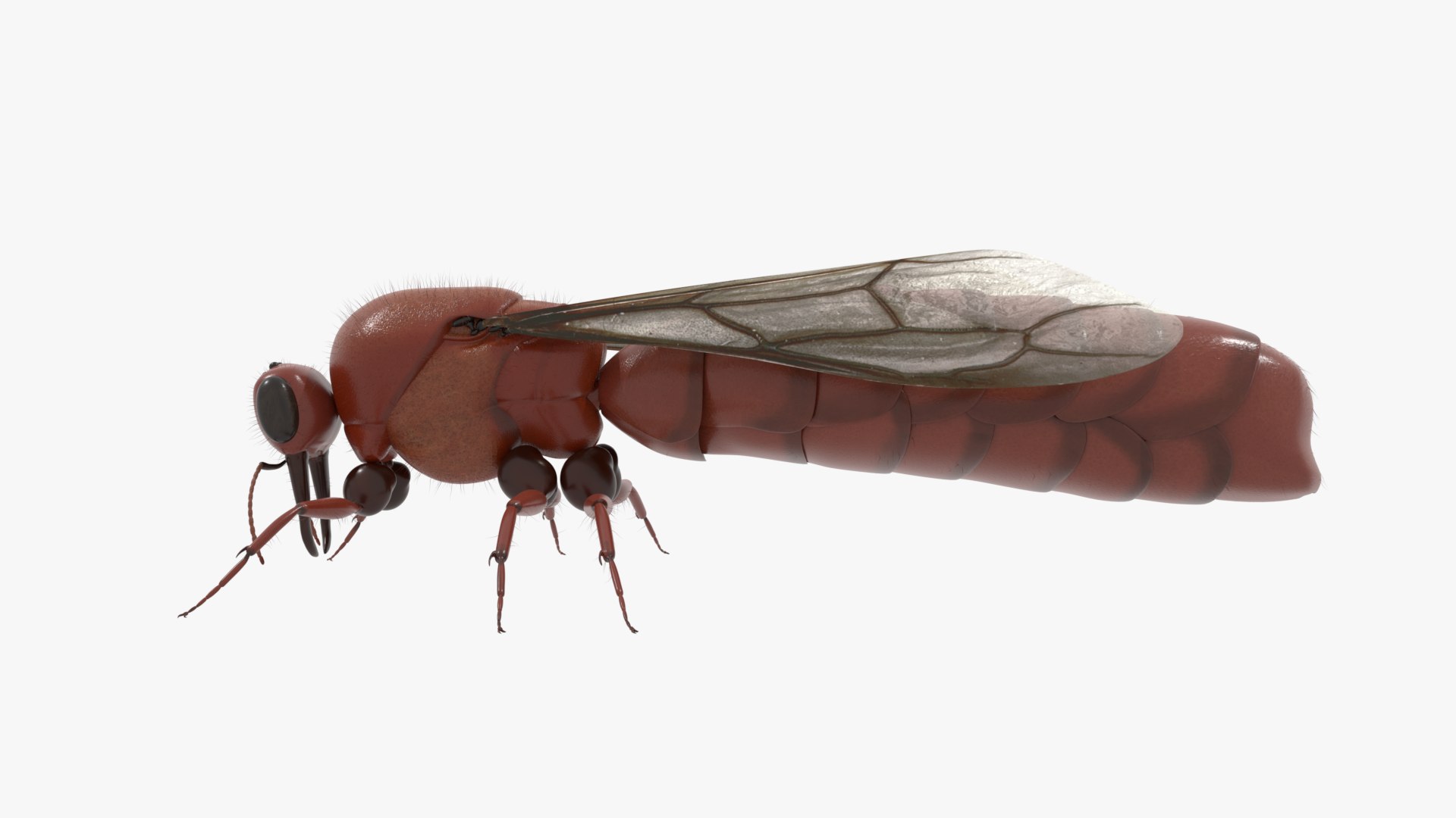 3D African Driver Ant Male - TurboSquid 1837934