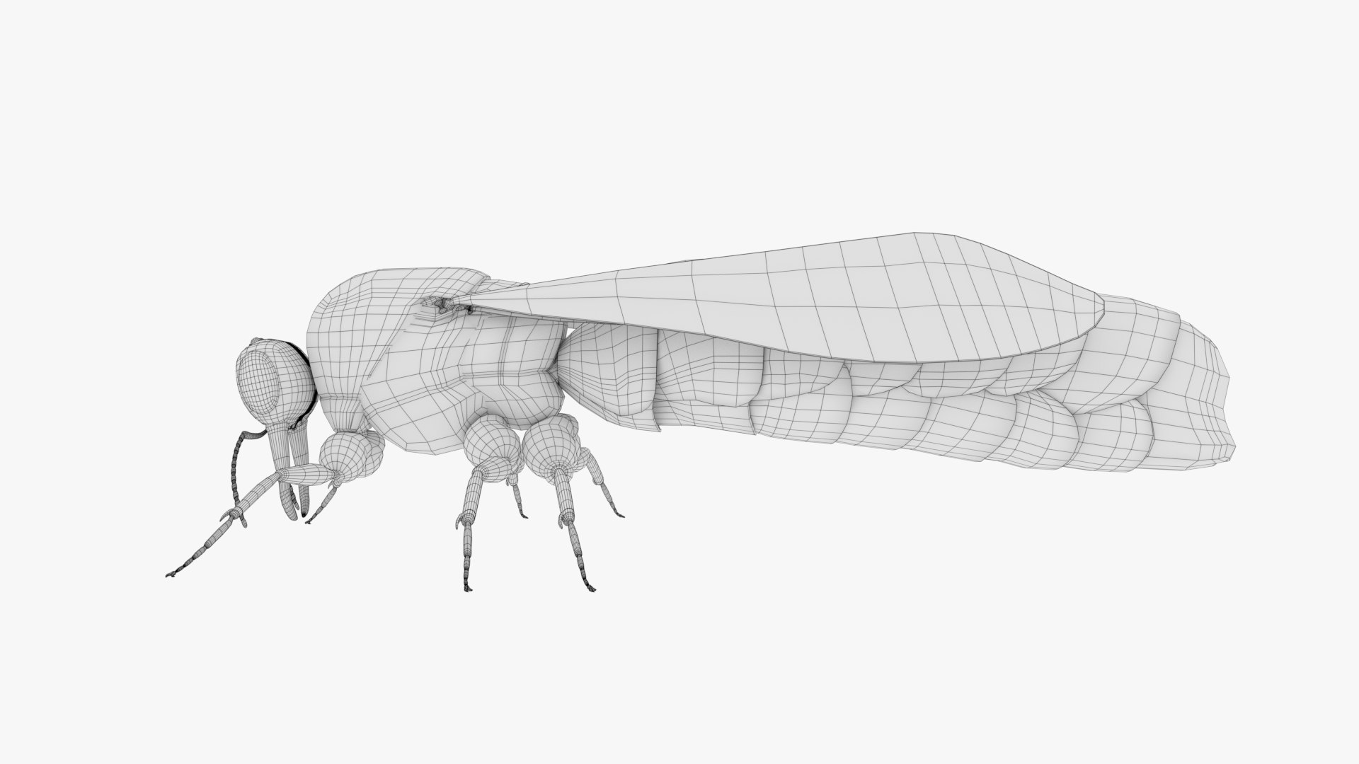 3D African Driver Ant Male - TurboSquid 1837934