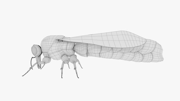 3D African Driver Ant Male - TurboSquid 1837934