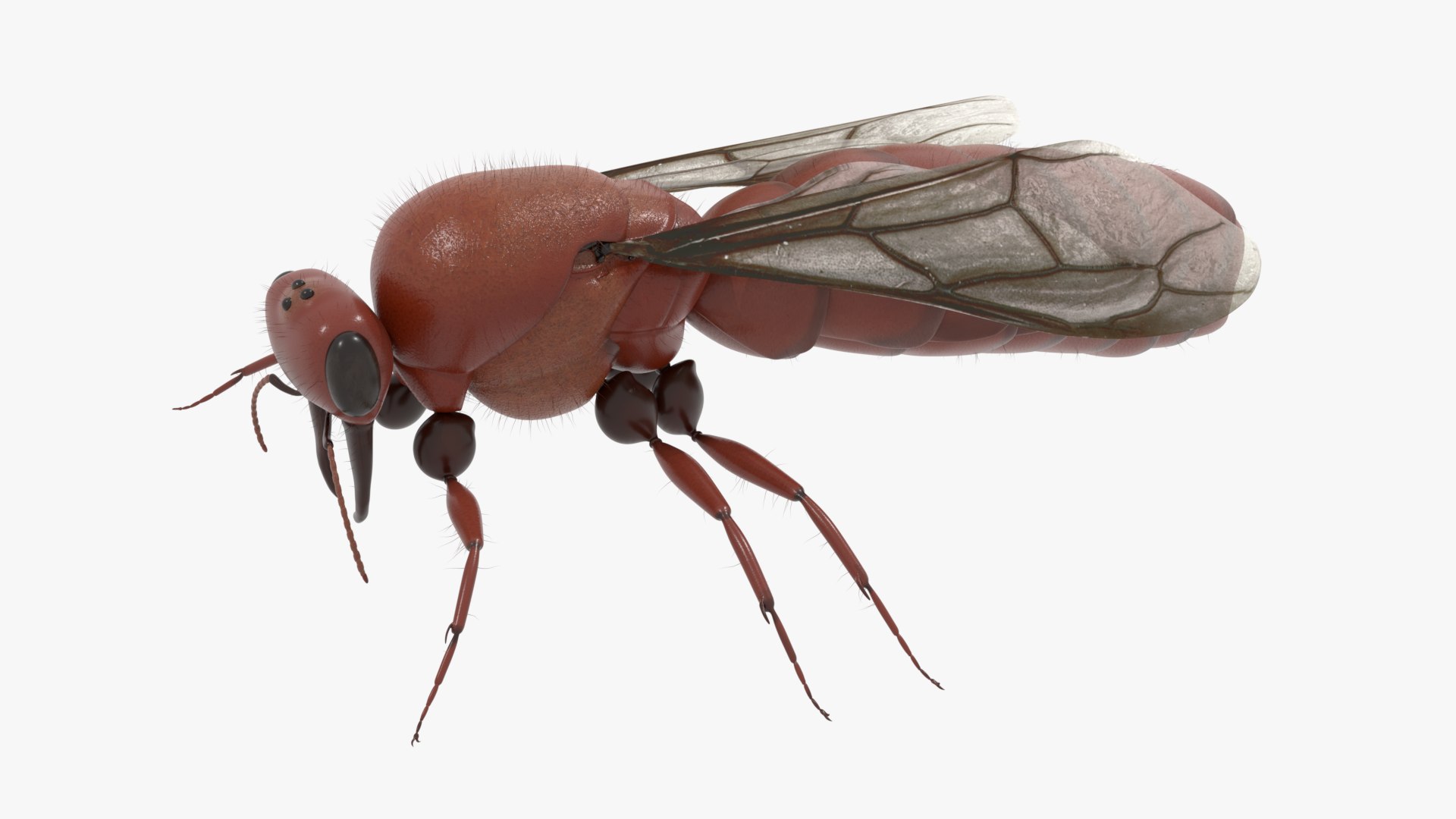 3D African Driver Ant Male - TurboSquid 1837934