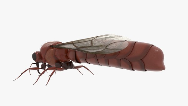 3D African Driver Ant Male - TurboSquid 1837934