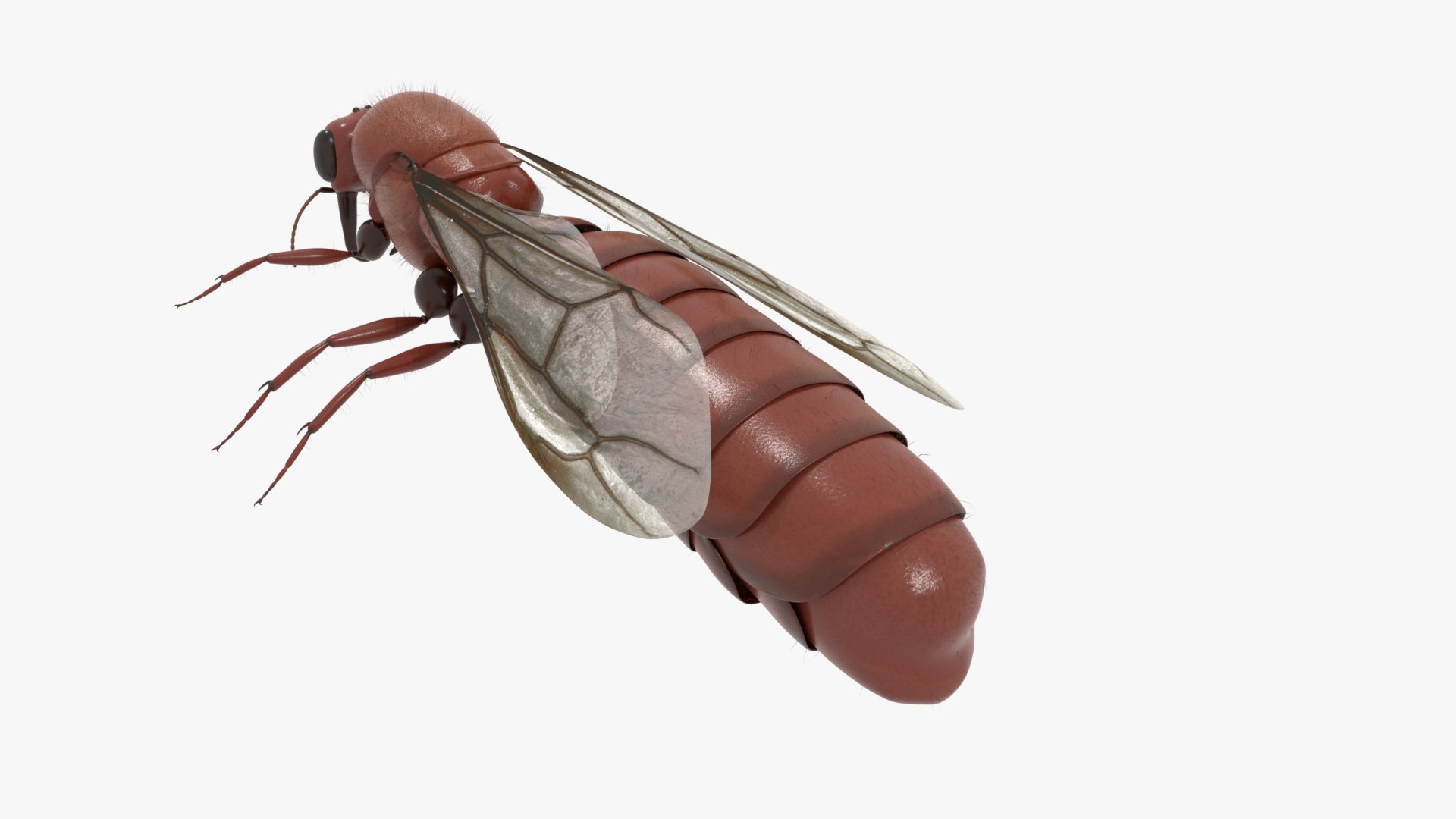 3D African Driver Ant Male - TurboSquid 1837934