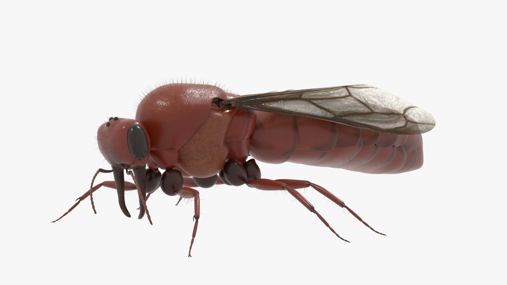 3D African Driver Ant Male - TurboSquid 1837934