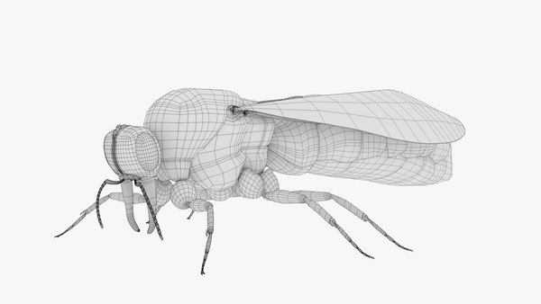3D African Driver Ant Male - TurboSquid 1837934