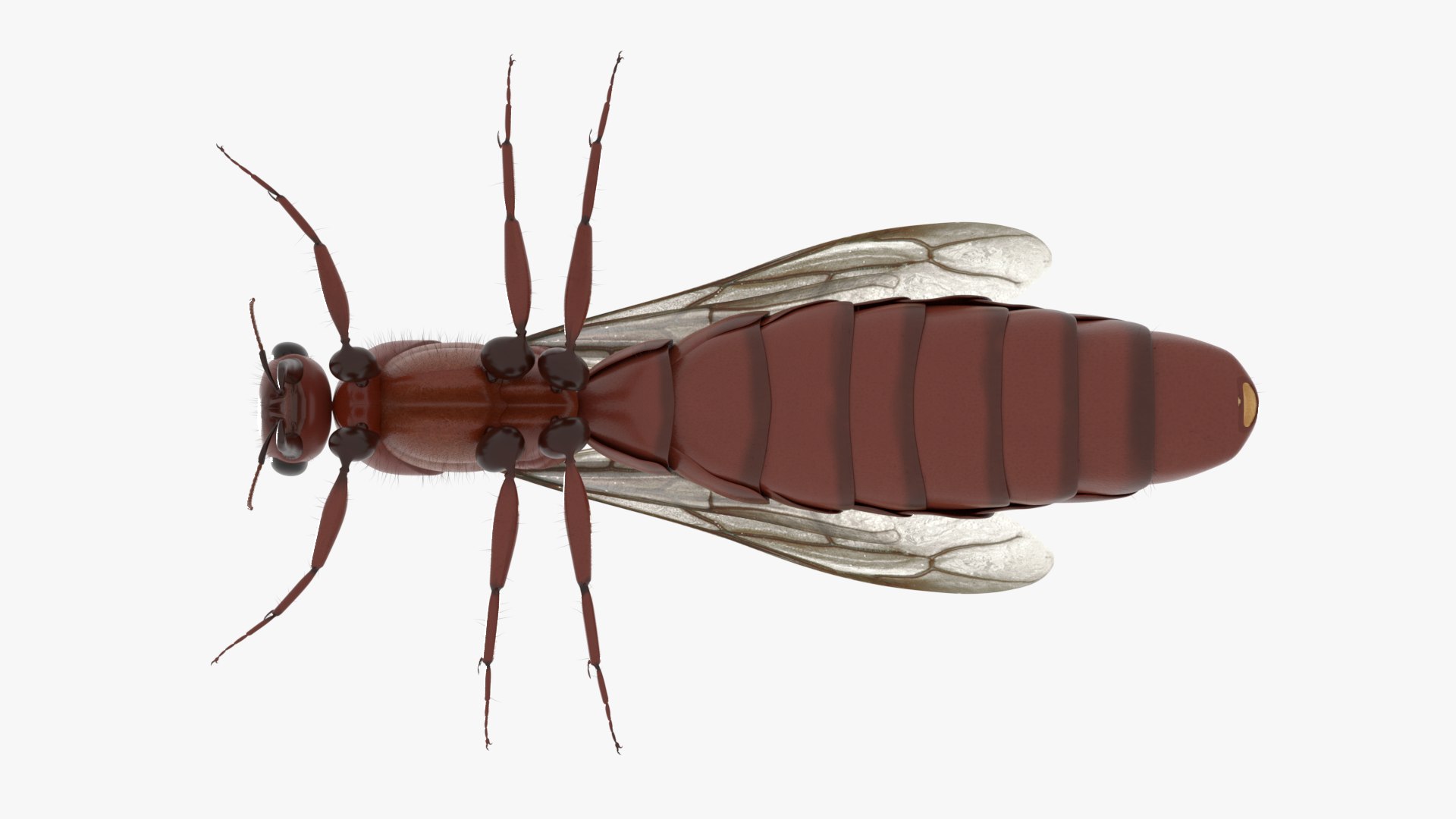 3D African Driver Ant Male - TurboSquid 1837934