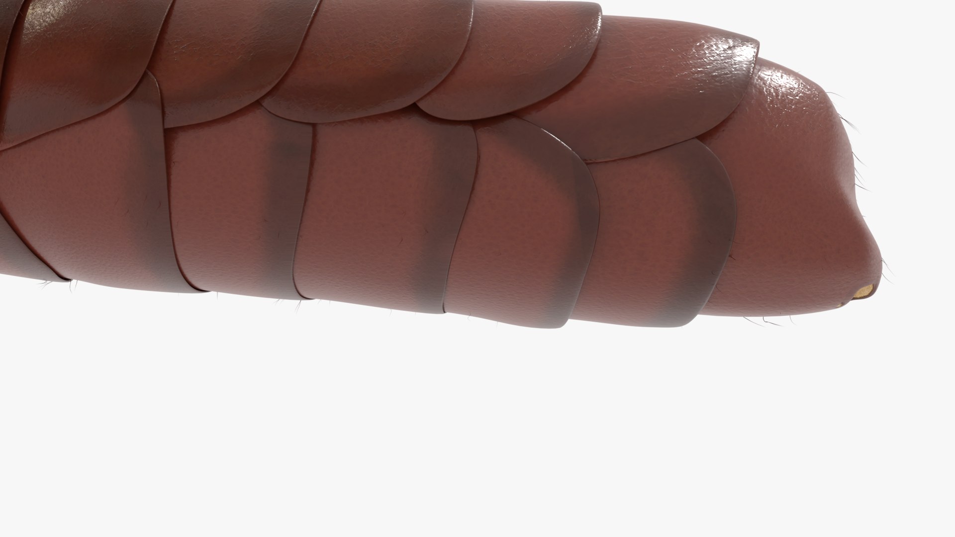 3D African Driver Ant Male - TurboSquid 1837934