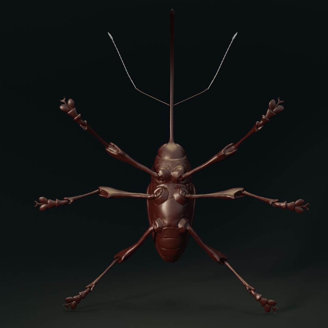 Curculio Elephas Or Chestnut Weevil 3D - TurboSquid 2207124