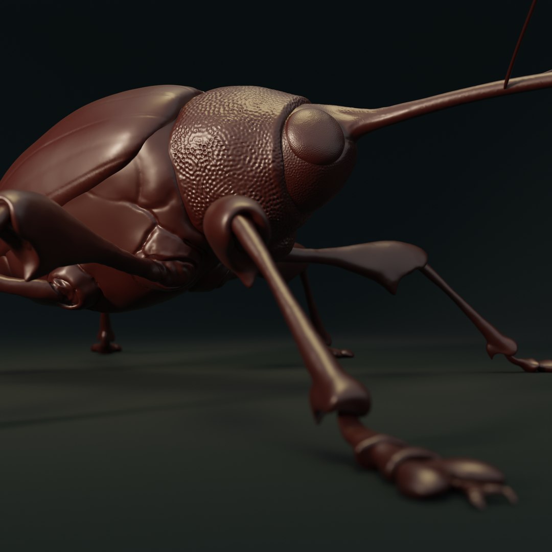 Curculio Elephas Or Chestnut Weevil 3D - TurboSquid 2207124