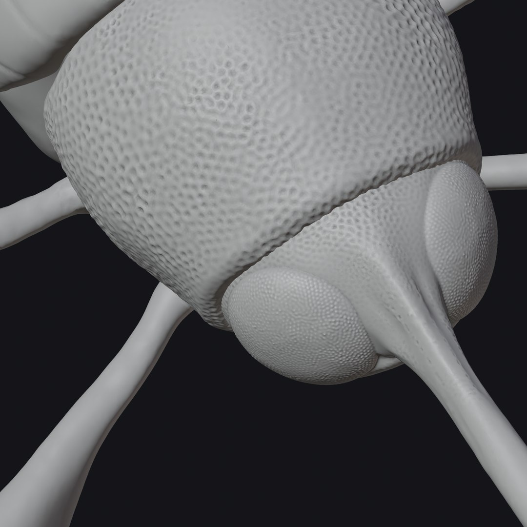 Curculio Elephas Or Chestnut Weevil 3D - TurboSquid 2207124