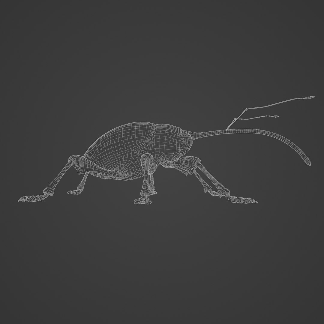 Curculio Elephas Or Chestnut Weevil 3D - TurboSquid 2207124