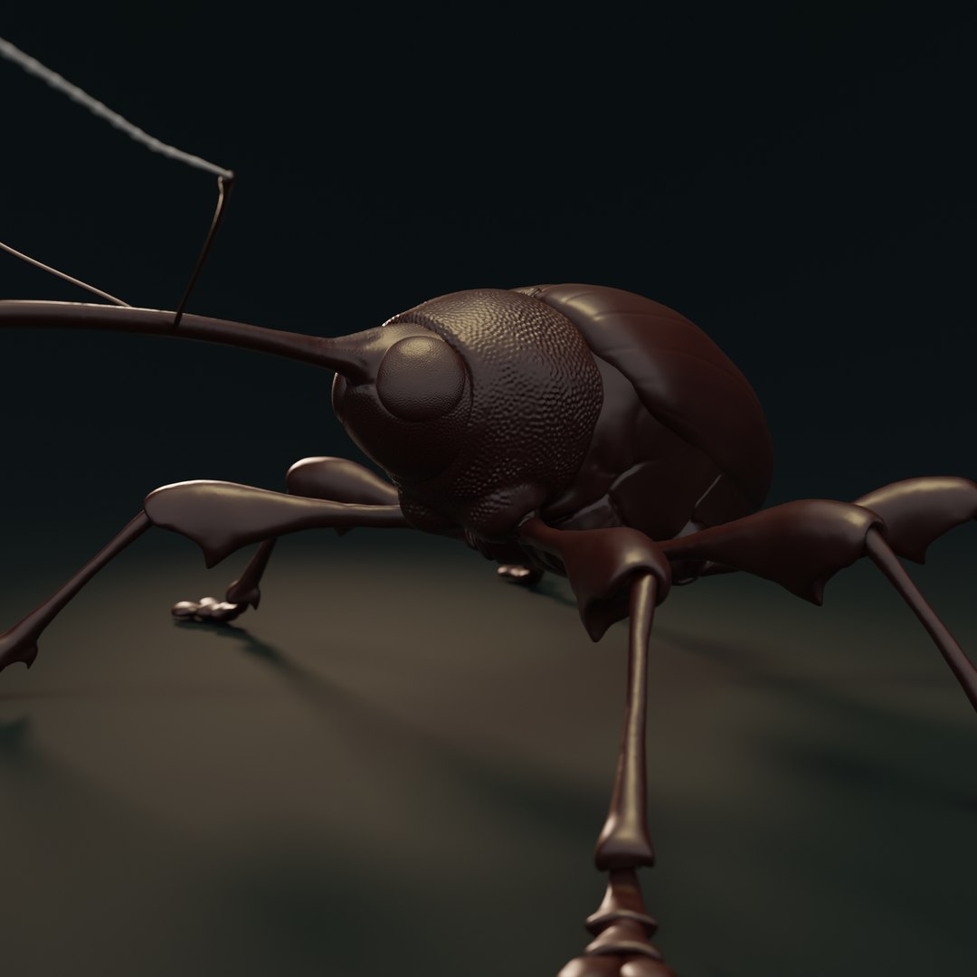 Curculio Elephas Or Chestnut Weevil 3D - TurboSquid 2207124
