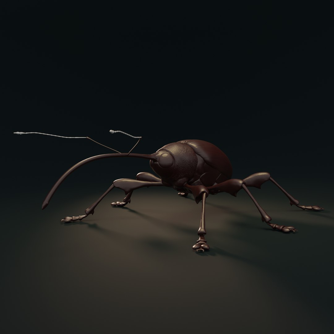 Curculio Elephas Or Chestnut Weevil 3D - TurboSquid 2207124