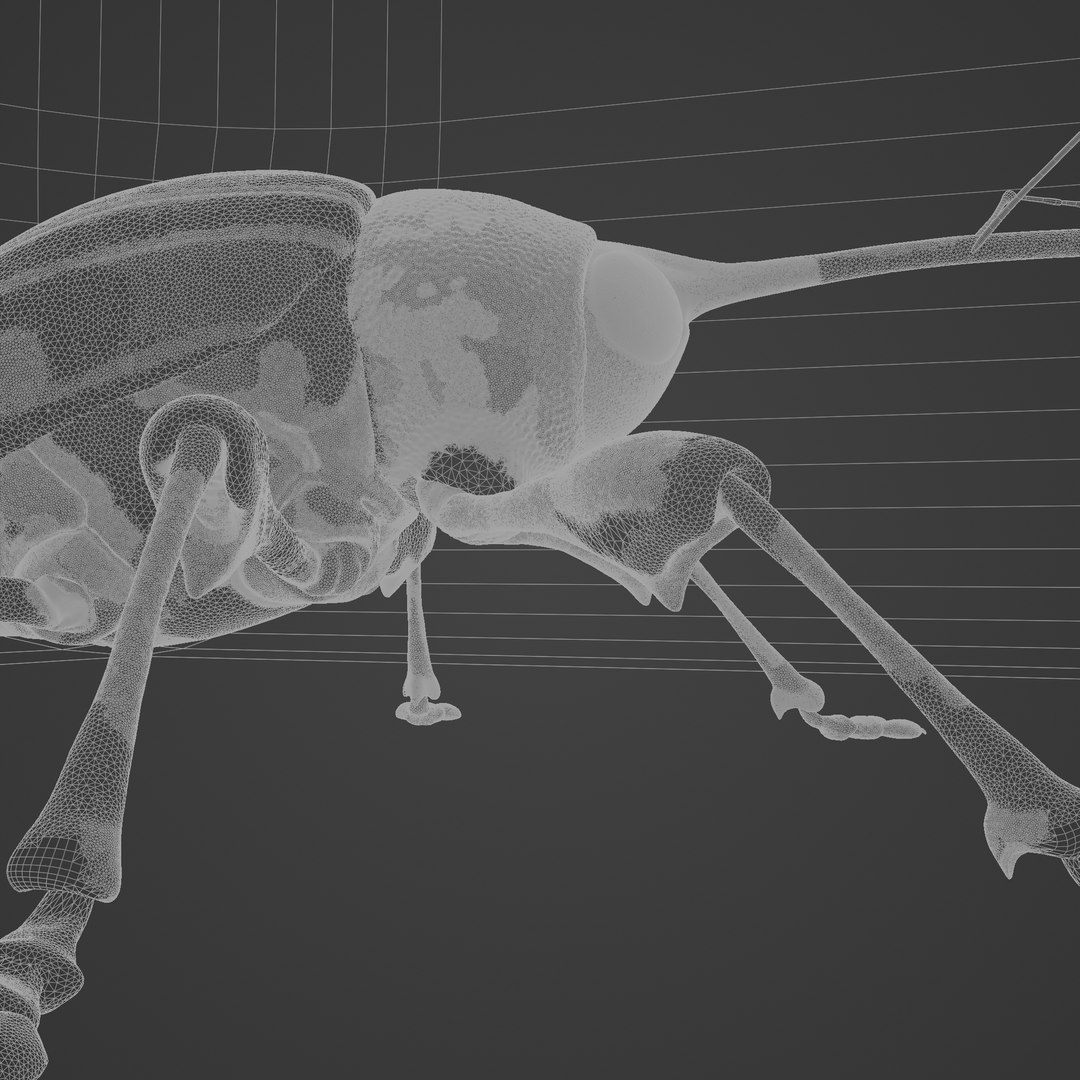 Curculio Elephas Or Chestnut Weevil 3D - TurboSquid 2207124