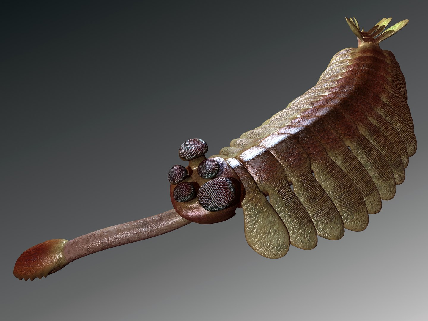 Opabinia Sealife Prehistoric 3d Model