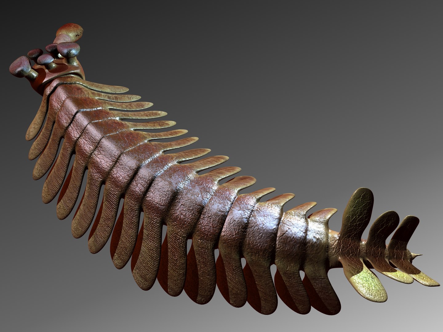 Opabinia Sealife Prehistoric 3d Model