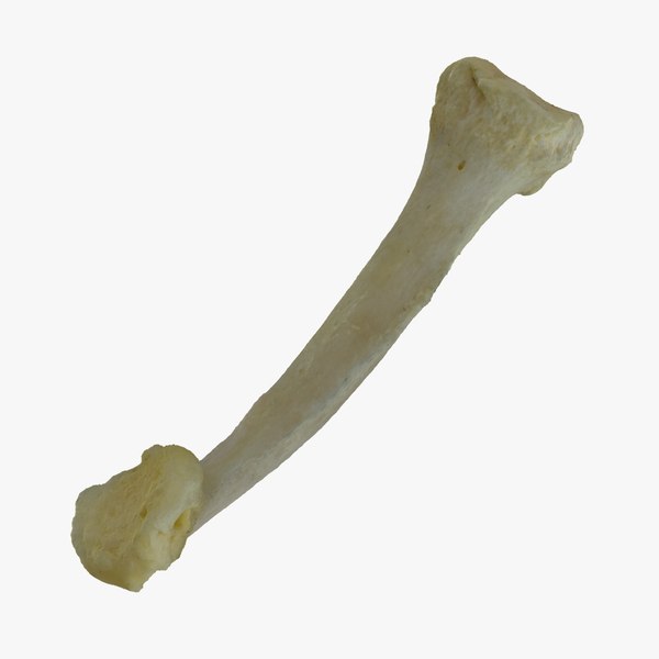3D Pavian Monkey Male Talus Bone 01 RAW Scan model - TurboSquid 1715476