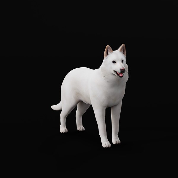 modelo 3d Perro pastor blanco suizo - TurboSquid 2315933