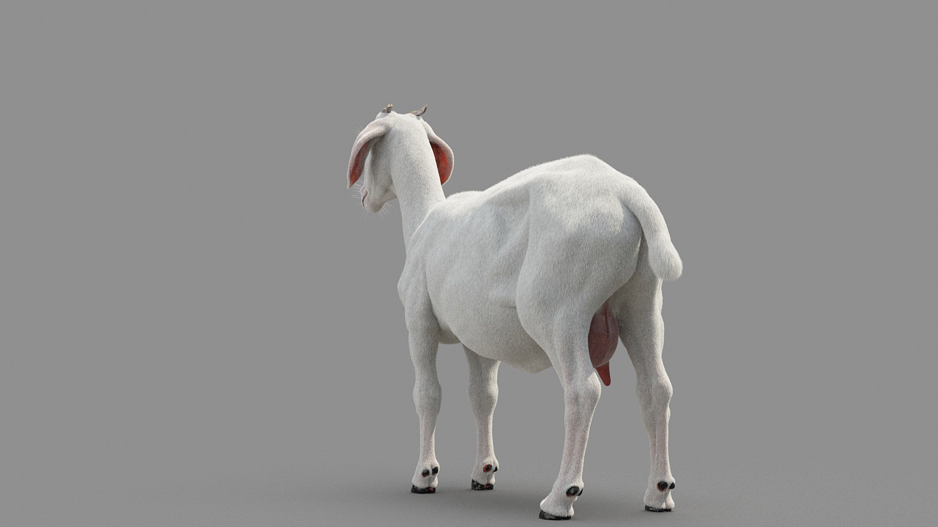 3D Goat Animal Mammal Model - TurboSquid 1672539