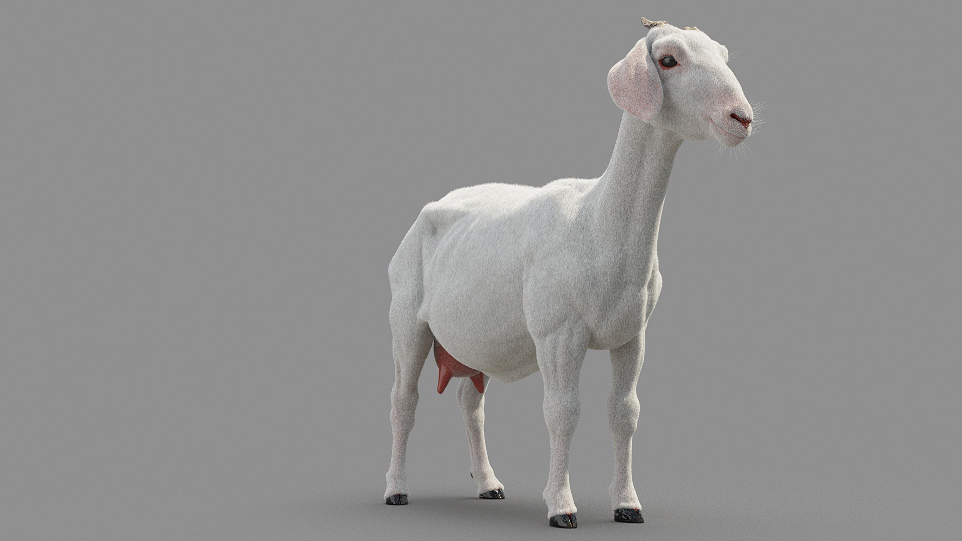 3D Goat Animal Mammal Model - TurboSquid 1672539