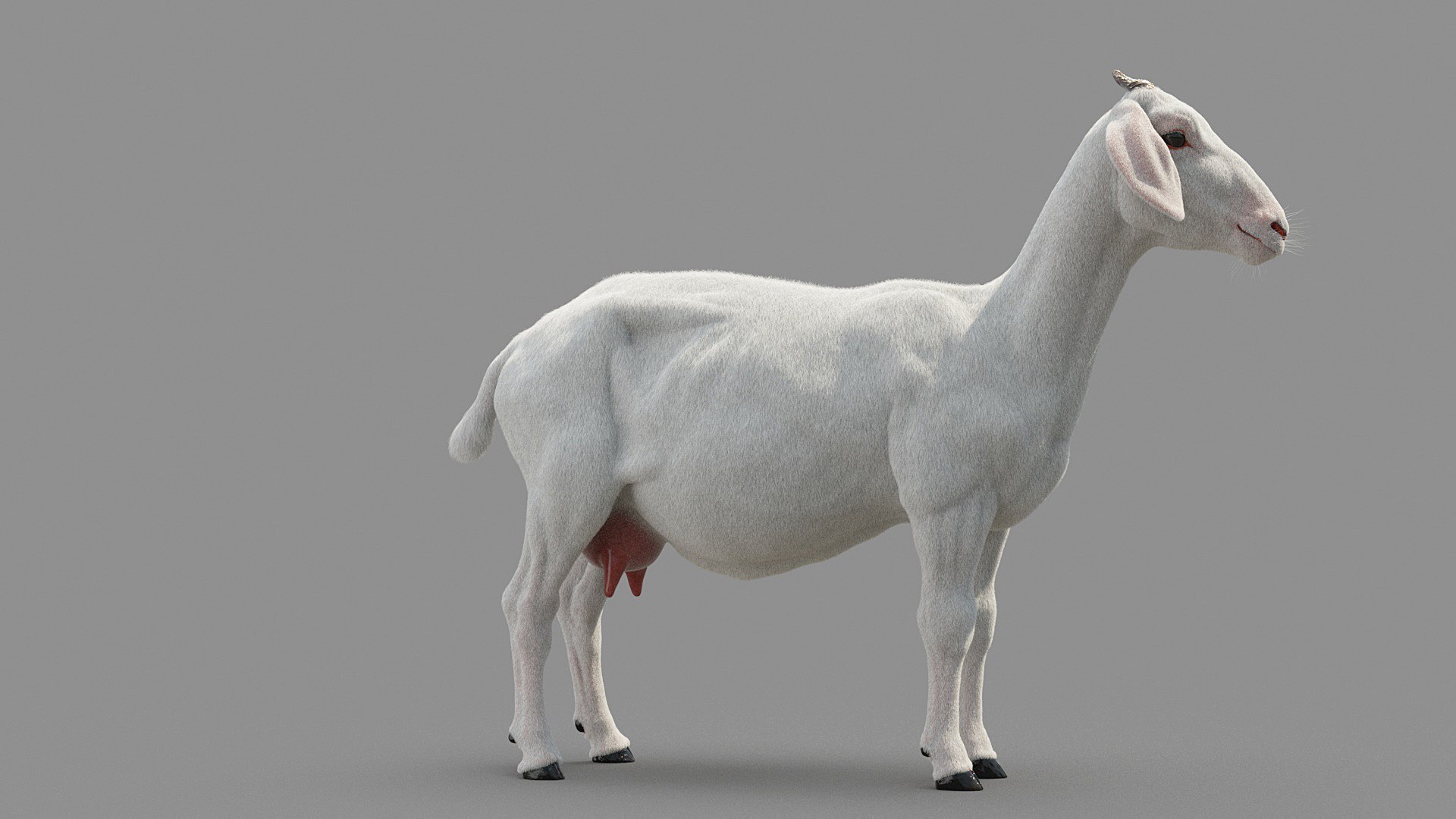 3D Goat Animal Mammal Model - TurboSquid 1672539