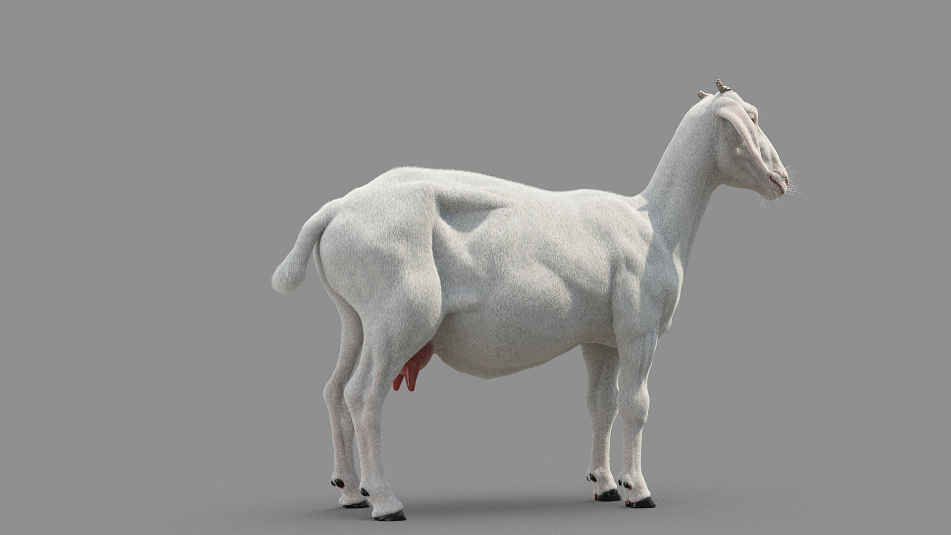 3D Goat Animal Mammal Model - TurboSquid 1672539