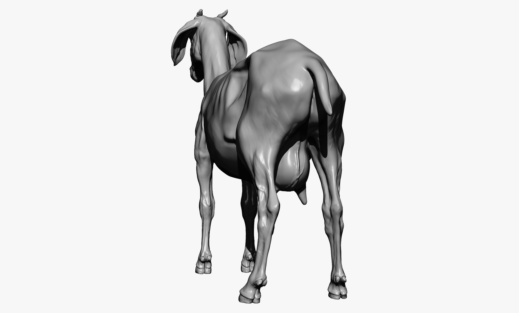 3D Goat Animal Mammal Model - TurboSquid 1672539