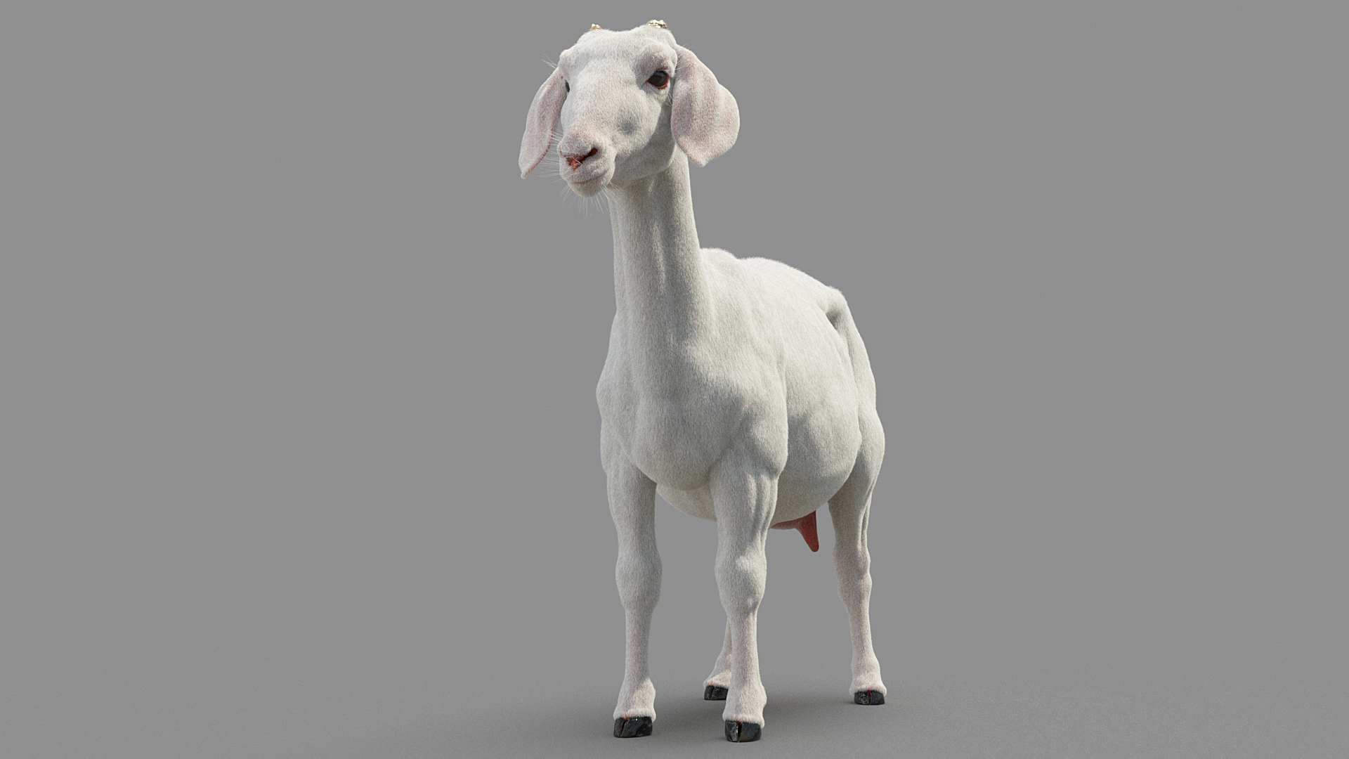3D Goat Animal Mammal Model - TurboSquid 1672539