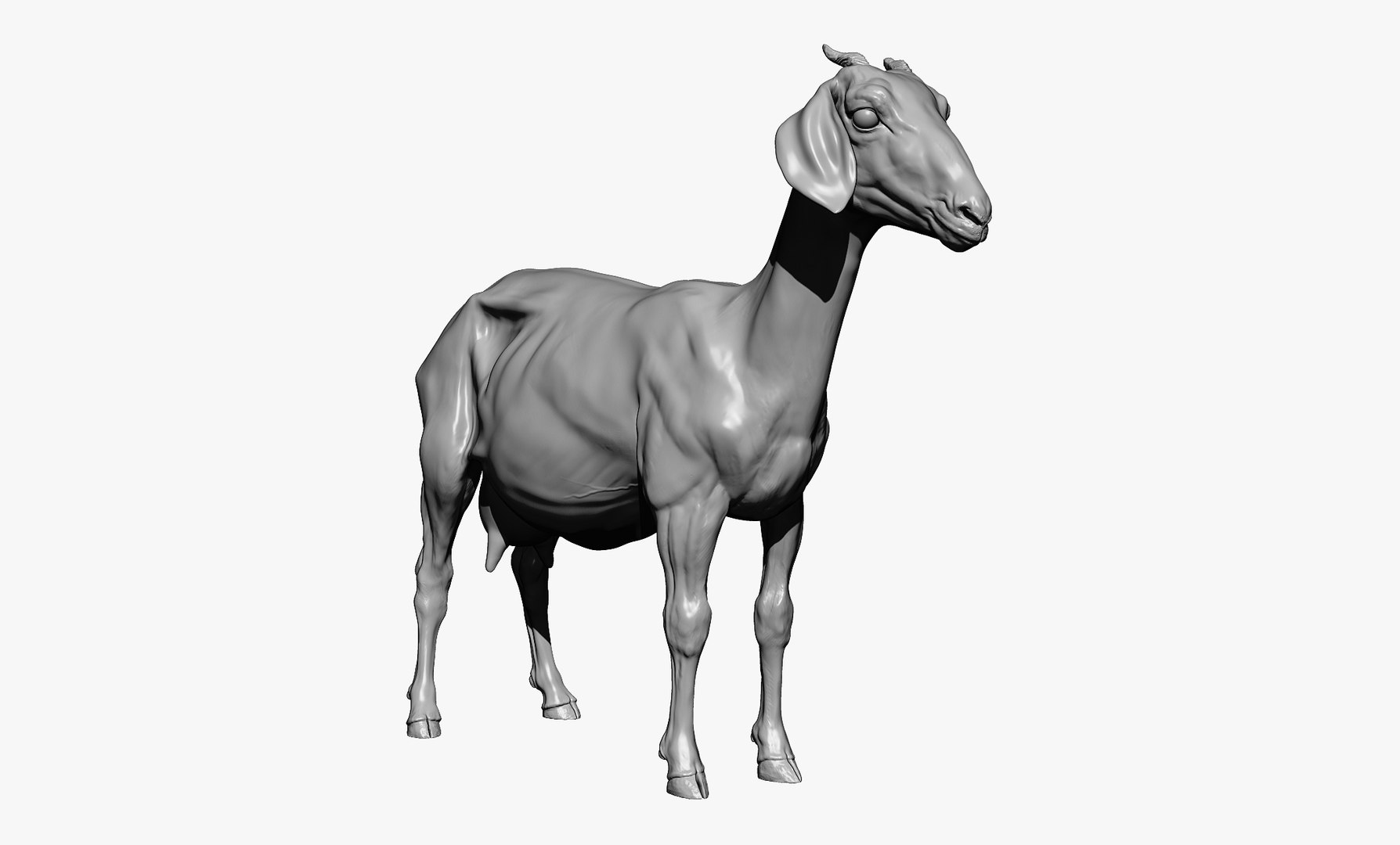 3D Goat Animal Mammal Model - TurboSquid 1672539