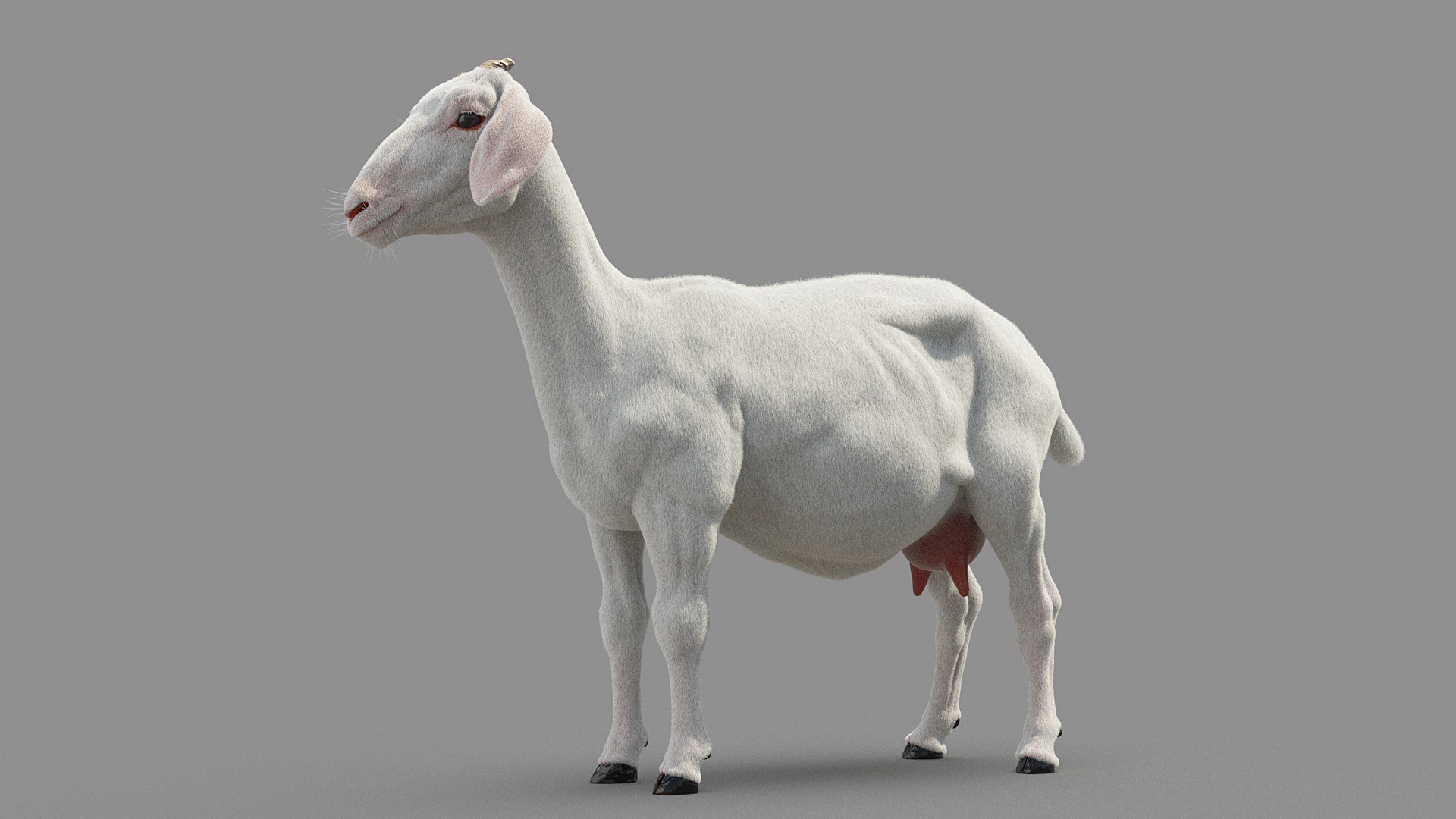 3D Goat Animal Mammal Model - TurboSquid 1672539