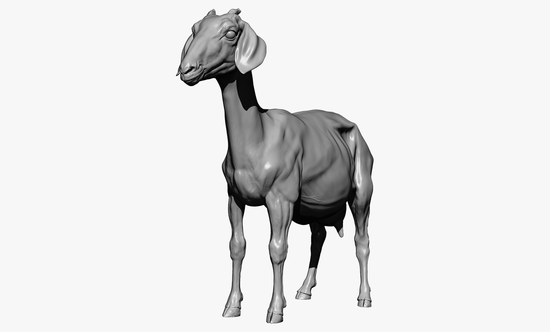 3D Goat Animal Mammal Model - TurboSquid 1672539