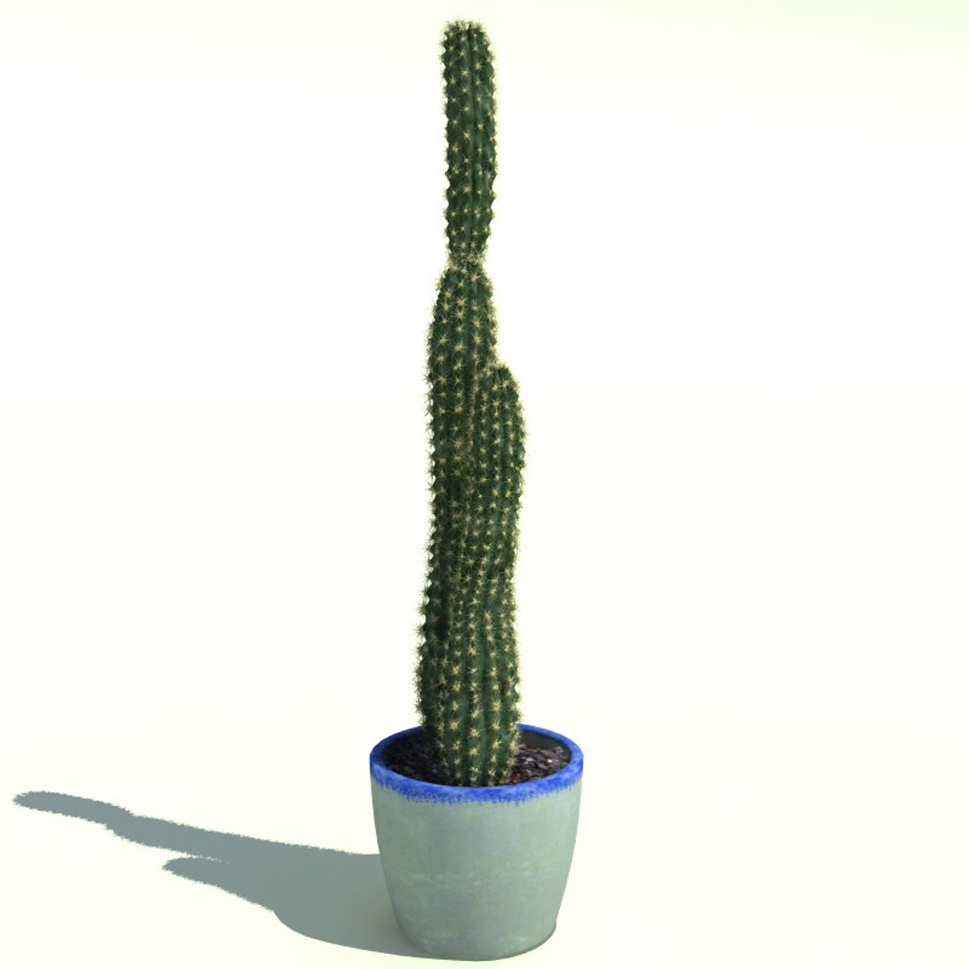3d Cactus Cereus