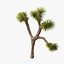 Max Desert Plant Tree