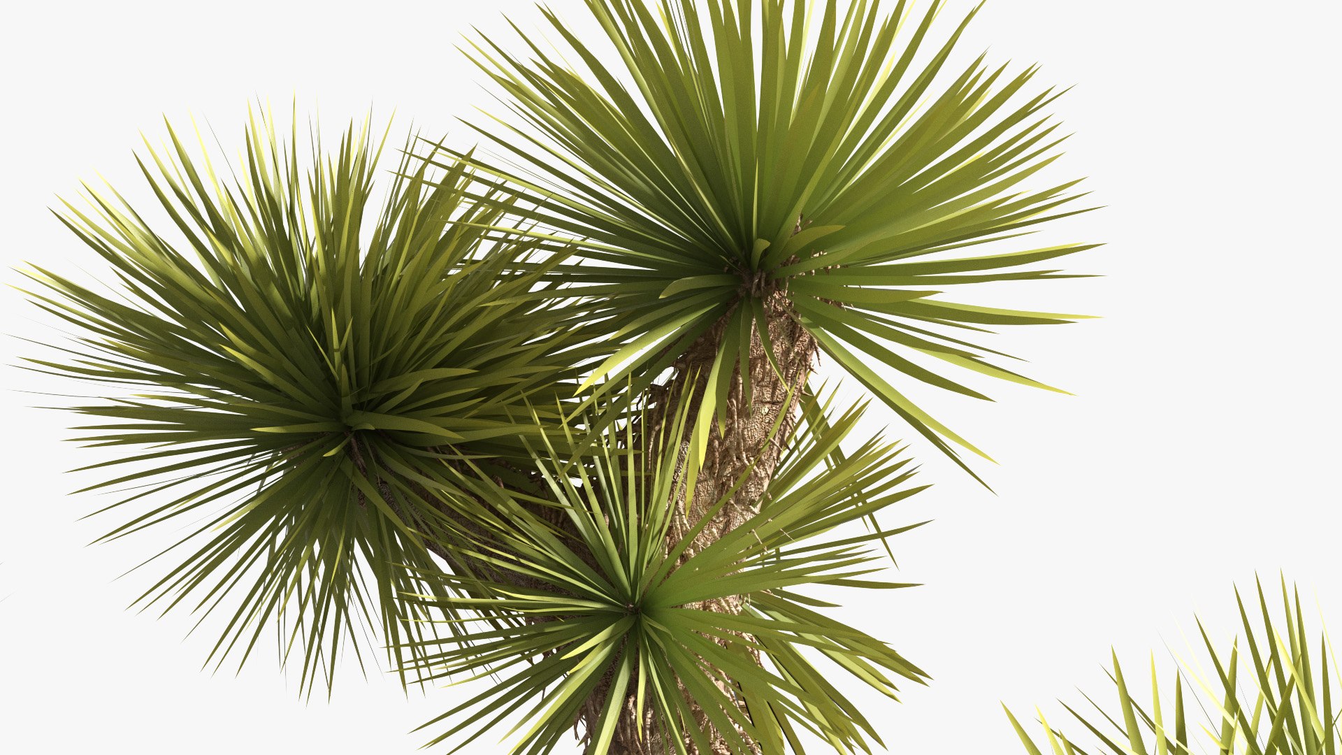 Max Desert Plant Tree