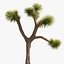 Max Desert Plant Tree