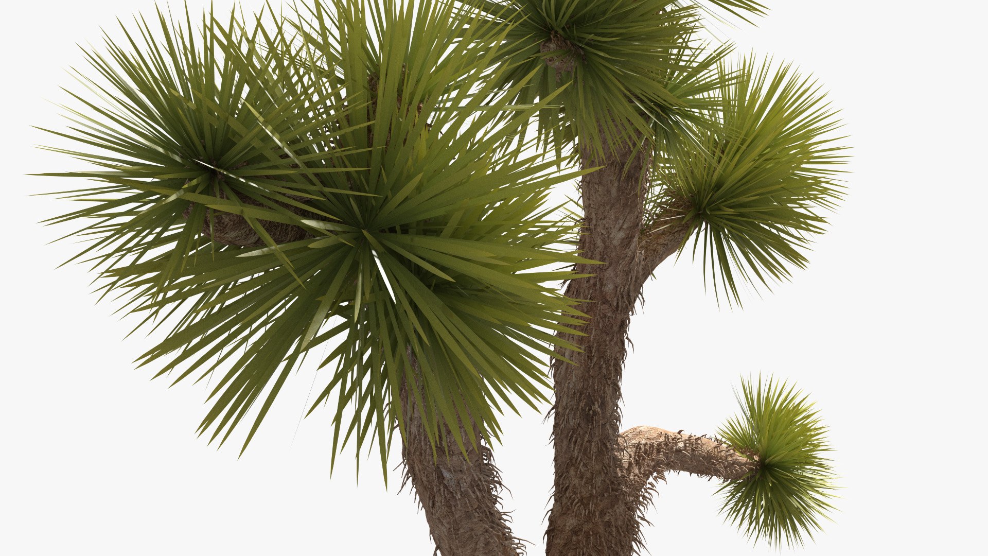 Max Desert Plant Tree