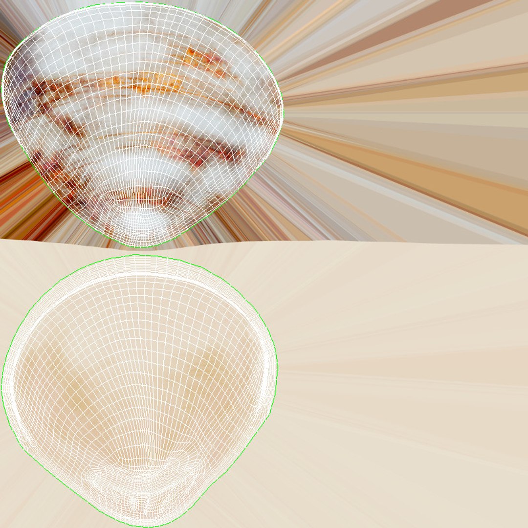 Clam-shells---shell-01 3D Model - TurboSquid 1155448