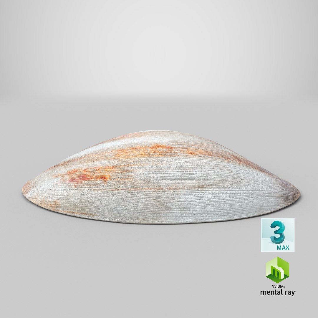Clam-shells---shell-01 3D Model - TurboSquid 1155448