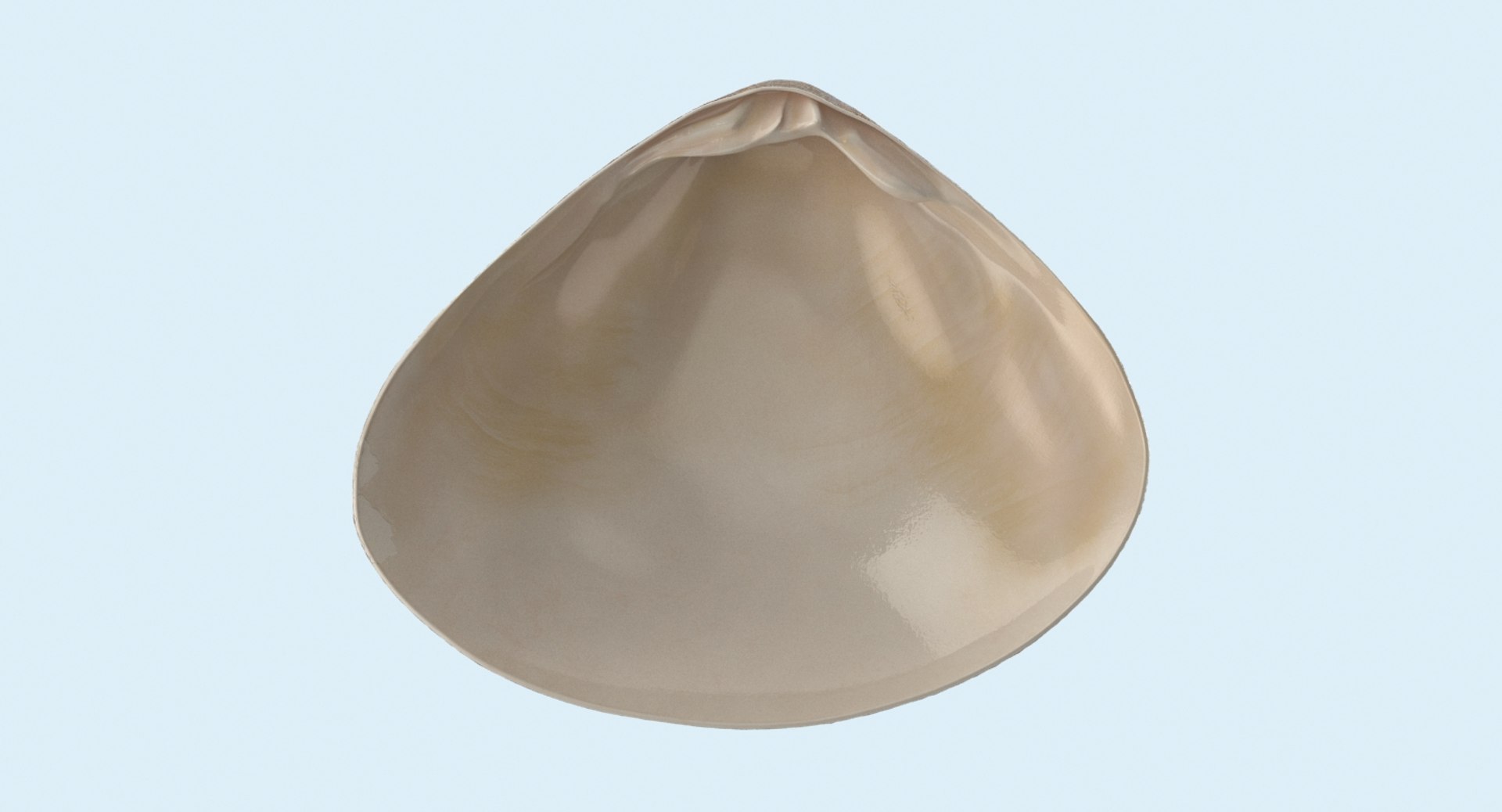 Clam-shells---shell-01 3D Model - TurboSquid 1155448